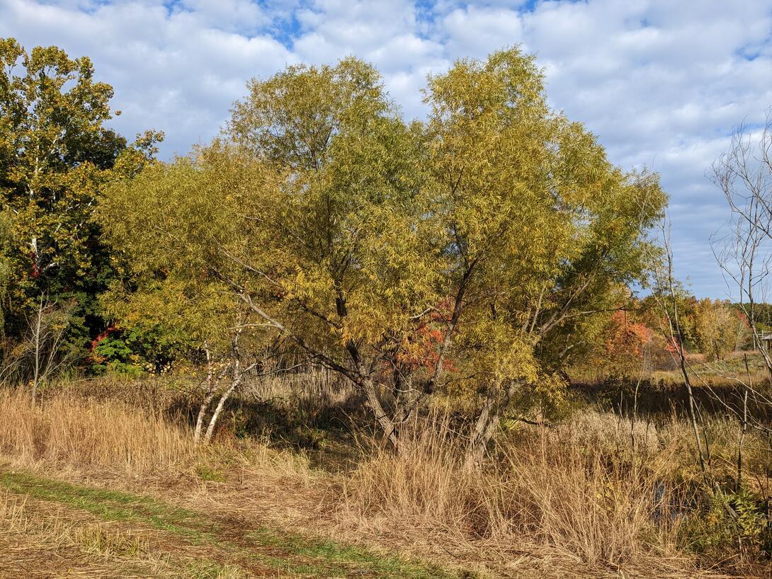 Black Willow | CMP Tree Selection Tool